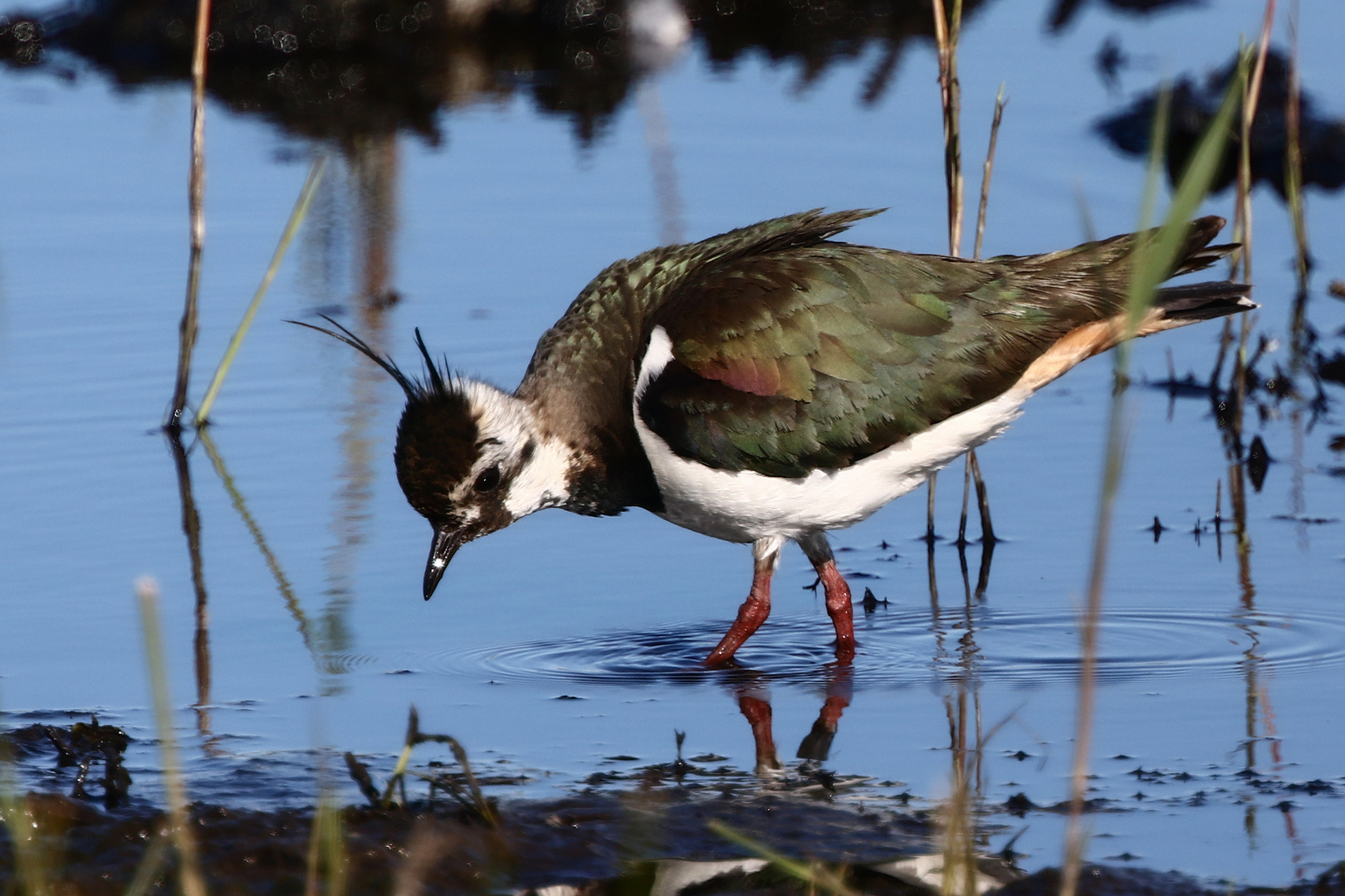 Kiebitz Foto & Bild | tiere, wildlife, wild lebende vögel Bilder auf ...