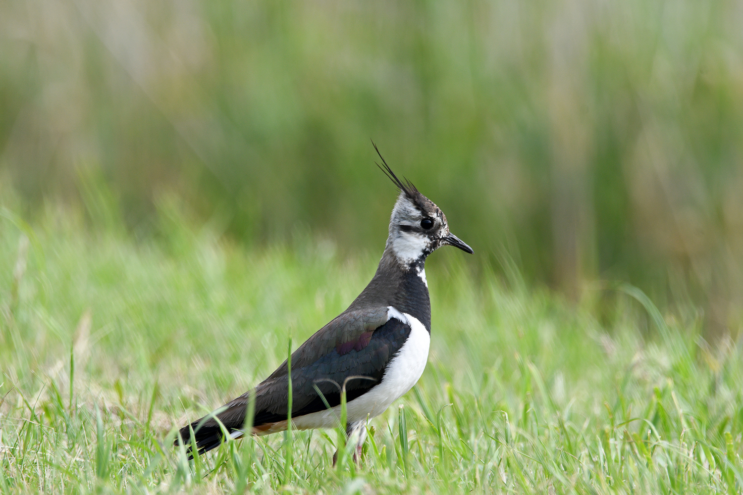 Kiebitz Foto & Bild | tiere, wildlife, wild lebende vögel Bilder auf ...