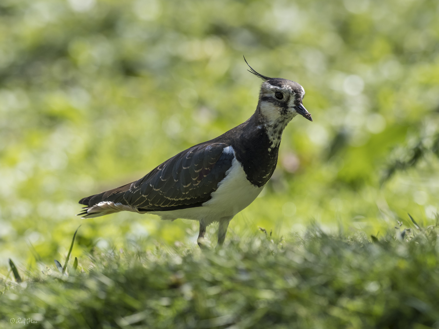 Kiebitz Foto & Bild | tiere, zoo, wildpark & falknerei, natur Bilder ...