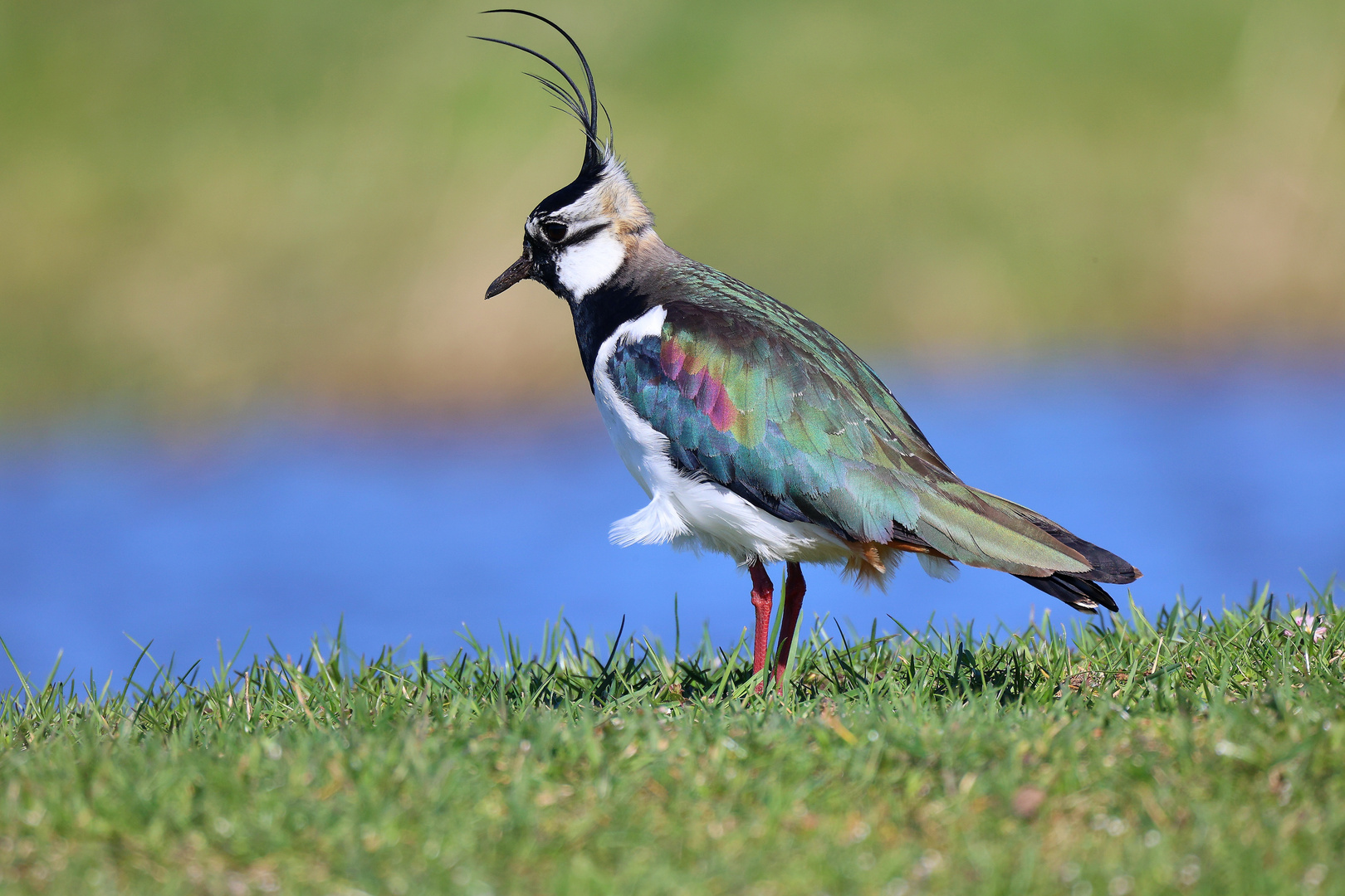 Kiebitz Foto & Bild | tiere, wildlife, wild lebende vögel Bilder auf ...