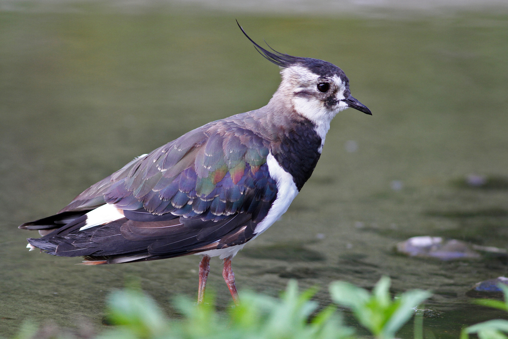Kiebitz Foto & Bild | natur, wildlife, watvogel Bilder auf fotocommunity