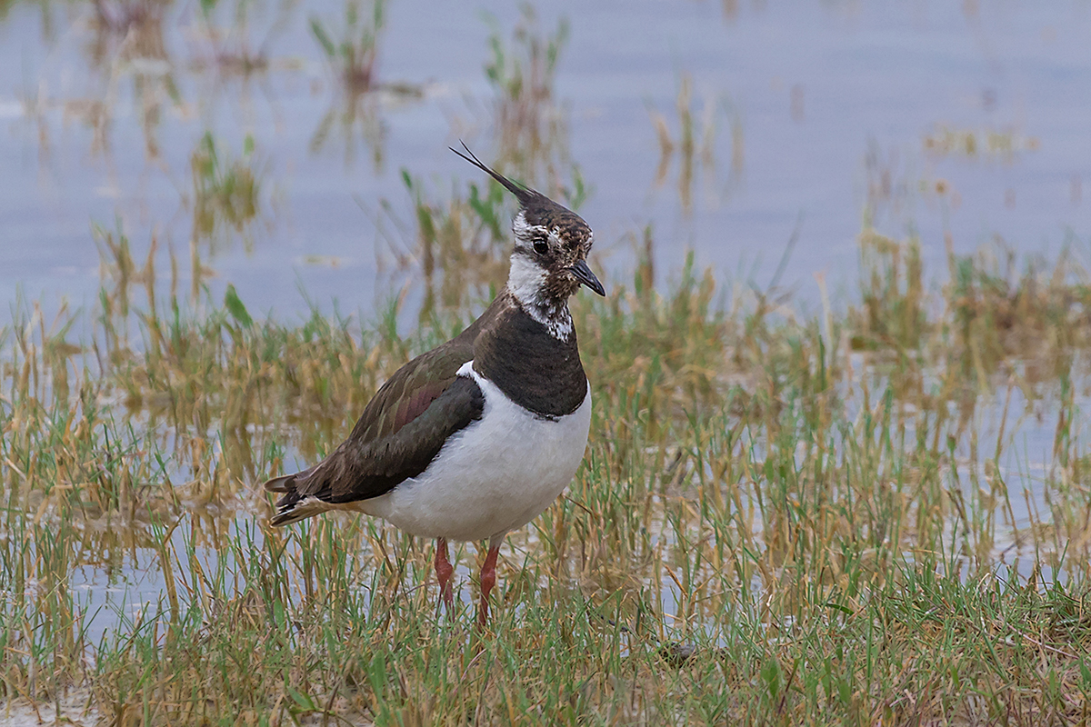 Kiebitz Foto & Bild | tiere, wildlife, wild lebende vögel Bilder auf ...
