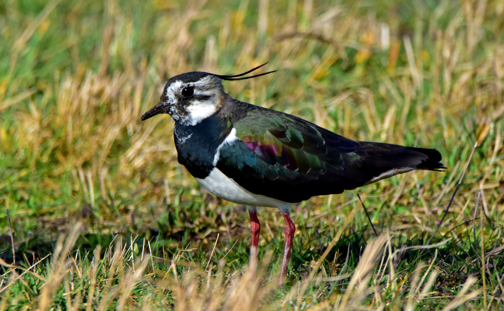 Kiebitz Foto & Bild | tiere, wildlife, wild lebende vögel Bilder auf ...