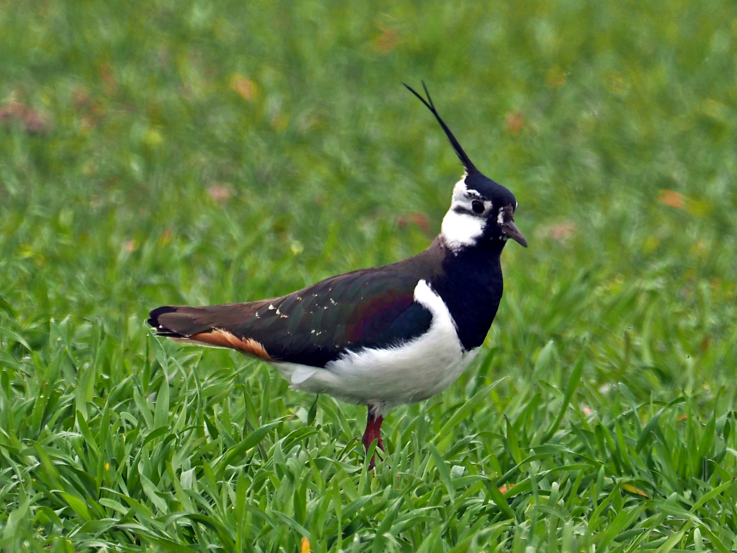 Kiebitz Foto & Bild | Bilder auf fotocommunity