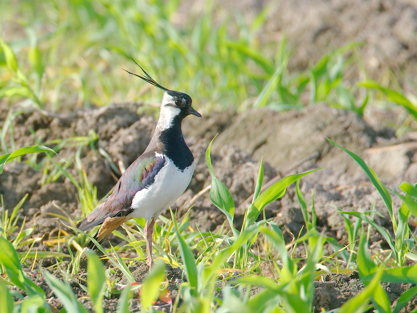 Kiebitz Foto & Bild | outdoor, natur, vogel Bilder auf fotocommunity