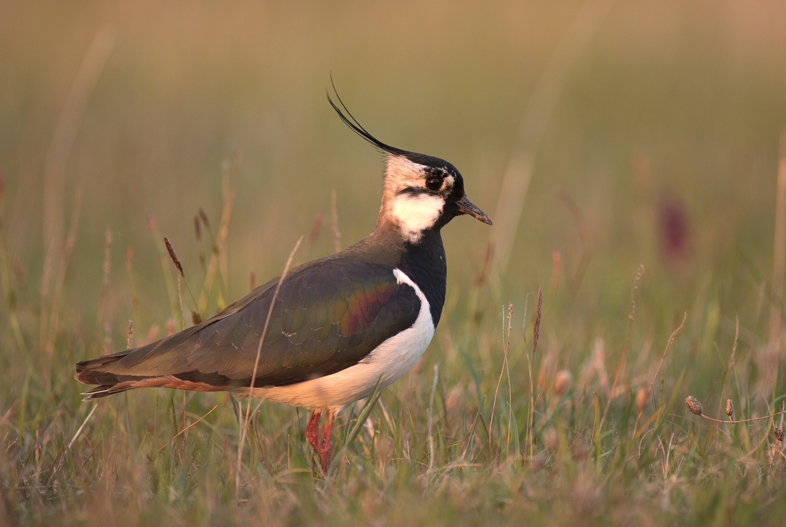 Kiebitz Foto & Bild | sonnenuntergang, natur, tiere Bilder auf ...