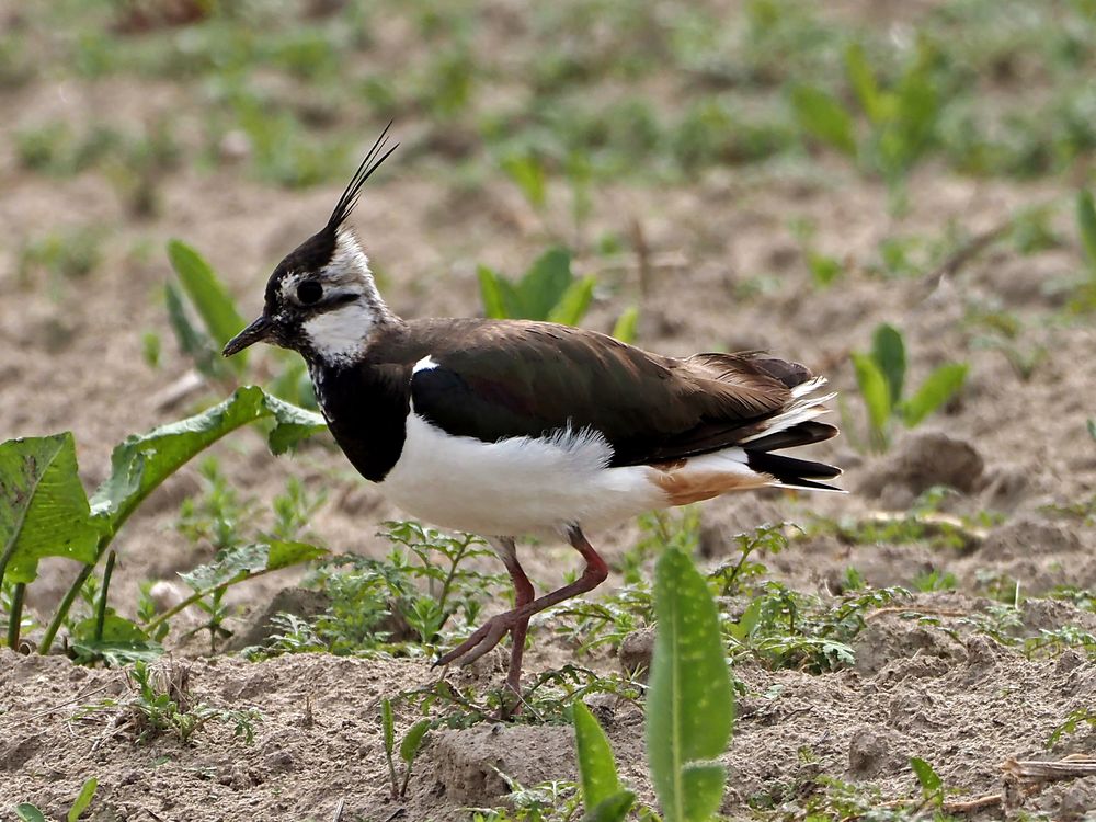 Kiebitz Foto & Bild | Bilder auf fotocommunity