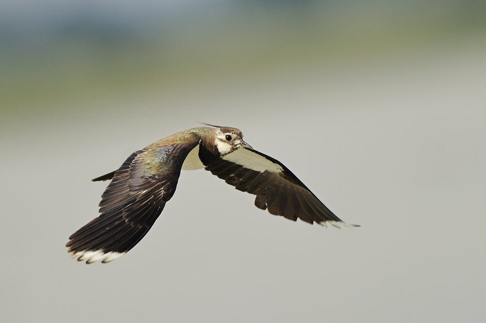 Kiebitz on air Foto & Bild | tiere, wildlife, wild lebende vögel Bilder ...