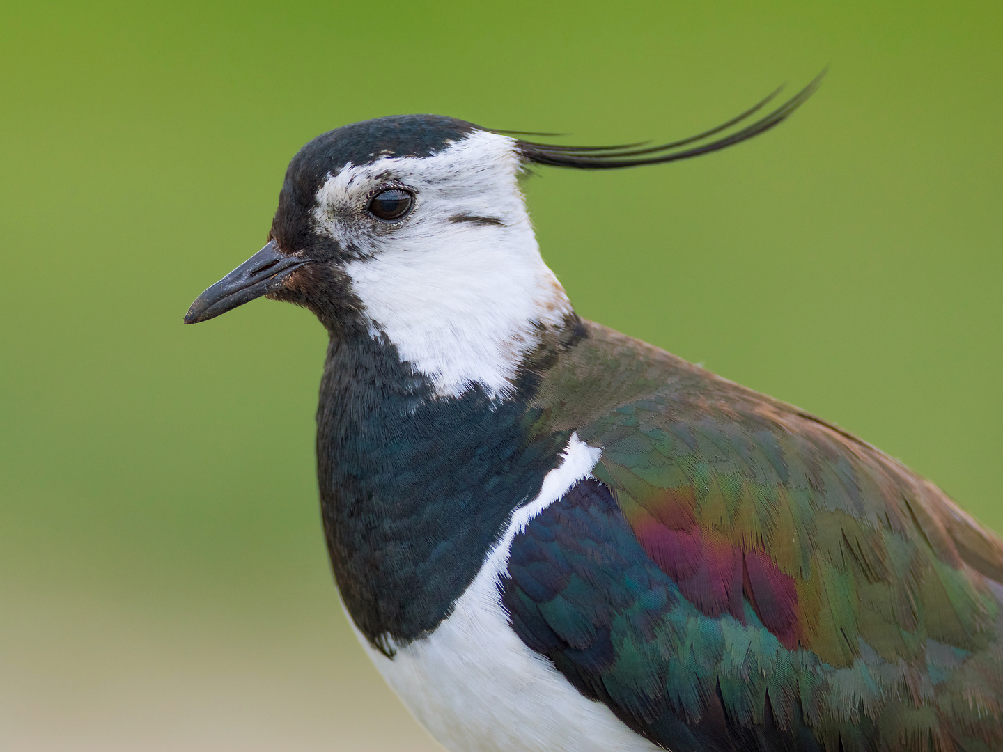 Kiebitz Portrait Foto & Bild | tiere, wildlife, wild lebende vögel ...
