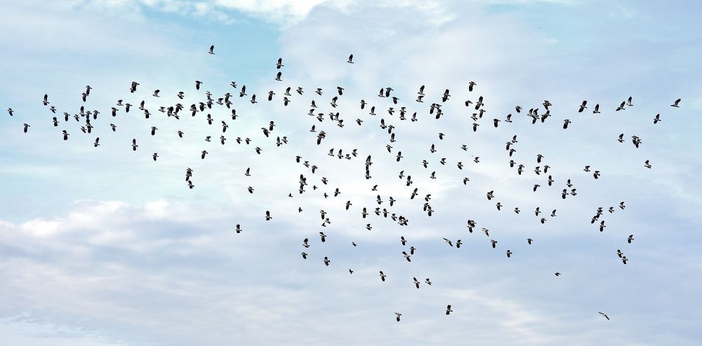 Kiebitz Schwarm Foto & Bild | tiere, wildlife, wild lebende vögel ...