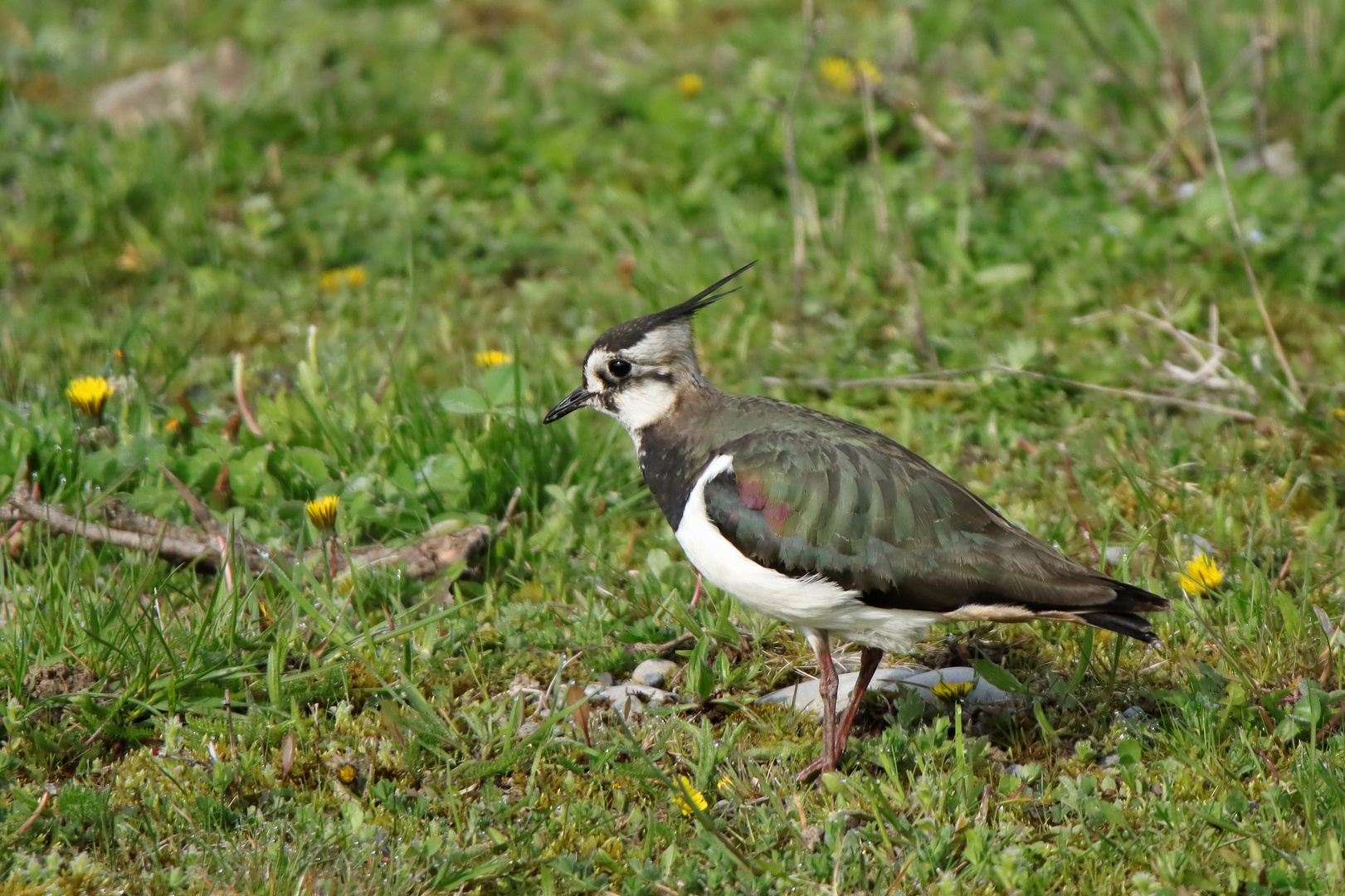 Kiebitz (w) Foto & Bild | tiere, wildlife, wild lebende vögel Bilder ...
