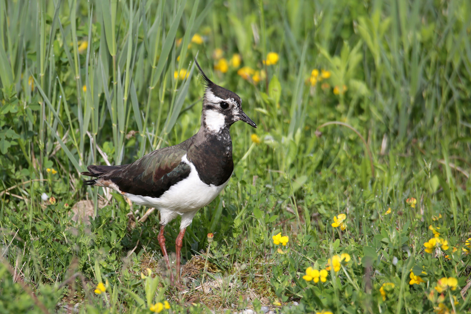 Kiebitz (w) Foto & Bild | tiere, wildlife, wild lebende vögel Bilder ...
