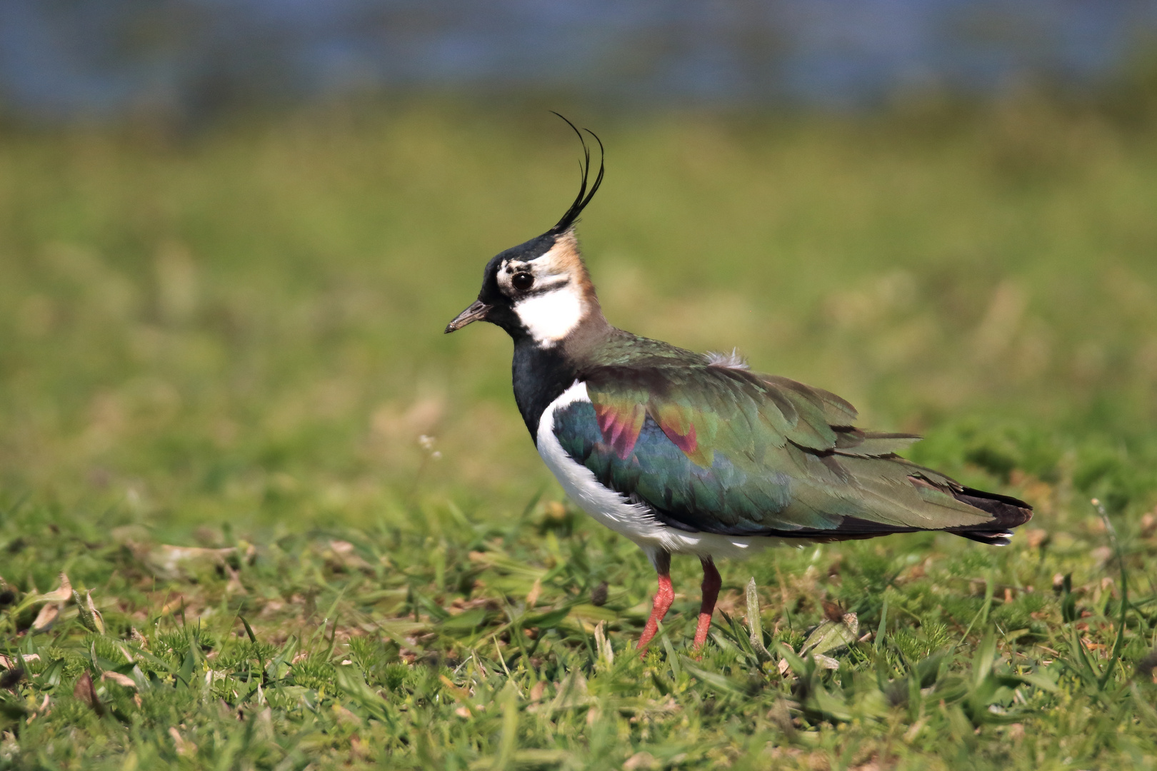 Kiebitz wird immer seltener ! Foto & Bild | natur, landschaft ...