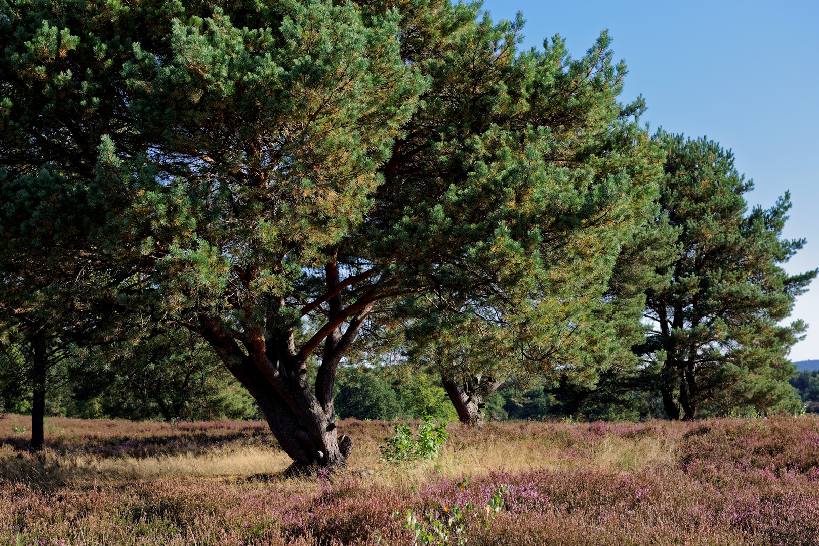 Kiefern in der Mehlinger Heide Foto & Bild | landschaft, heide, natur ...