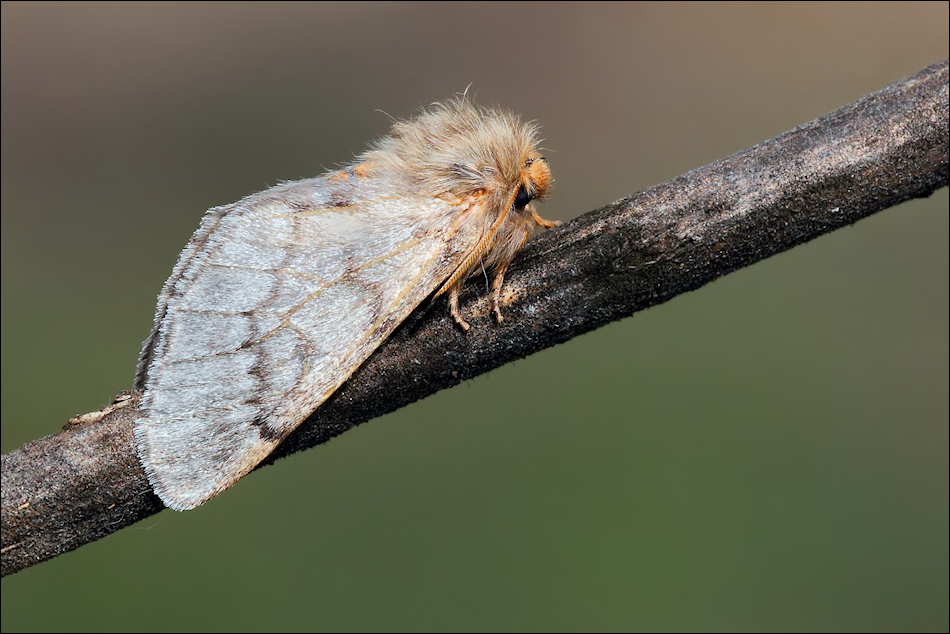 Kiefern-Prozessionsspinner_1 Foto & Bild | makro, natur, nachtfalter ...