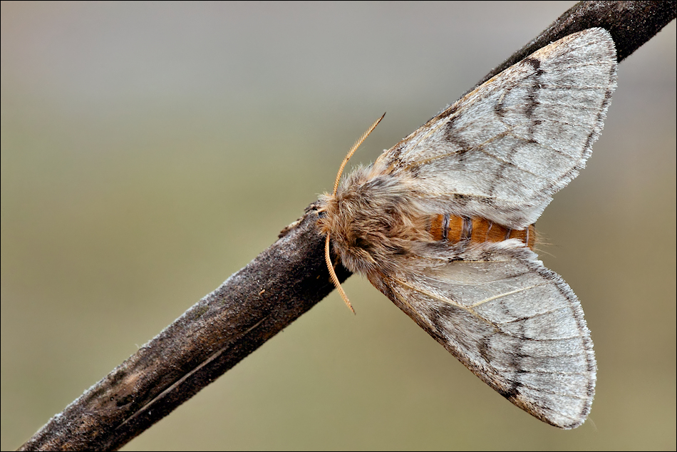 Kiefern-Prozessionsspinner_2 Foto & Bild | makro, natur, nachtfalter ...
