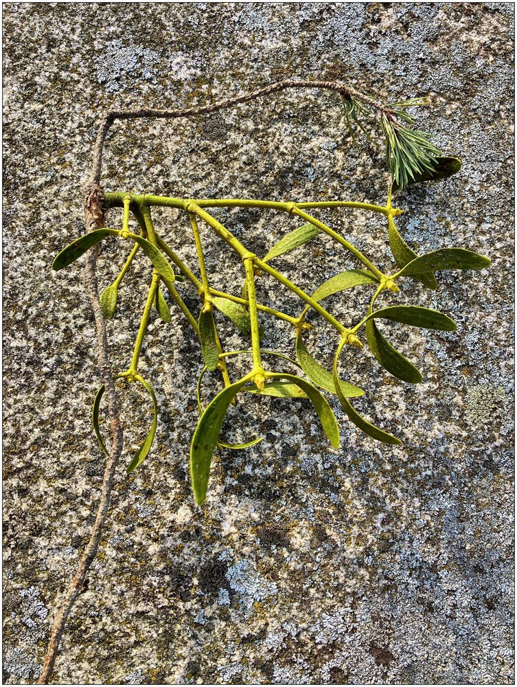 Kieferzweig mit aufgesetzter Mistel Foto & Bild | natur, mauer ...