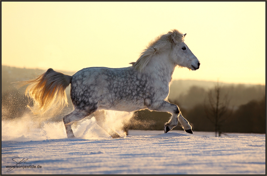 Kilja Foto & Bild | tiere, haustiere, pferde, esel, maultiere Bilder ...