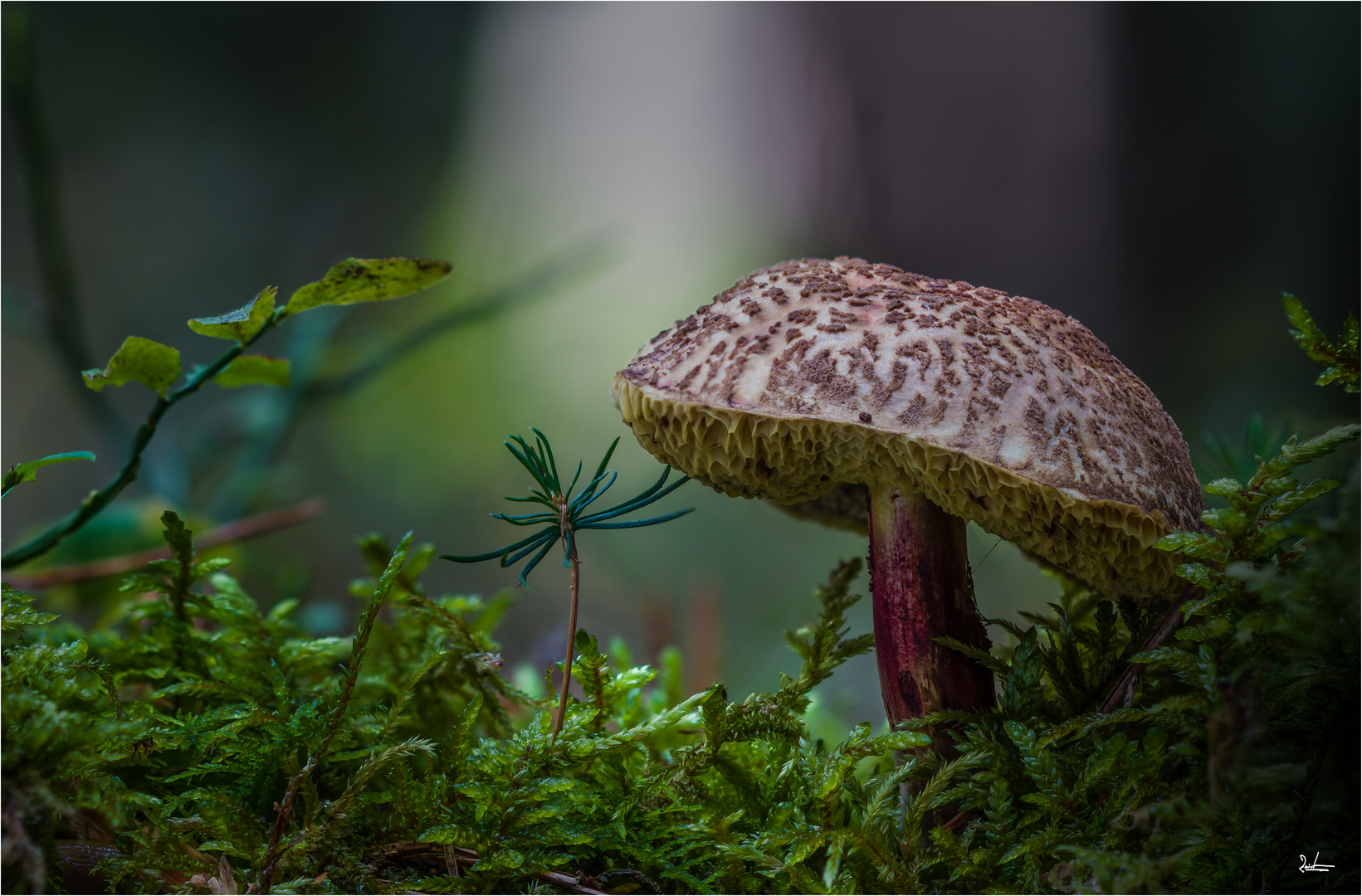 Kille Kille Foto & Bild | pilze und flechten, wald, makro Bilder auf ...