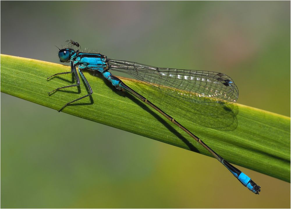 Kille kille........;-)). Foto & Bild | sommer, makro, natur Bilder auf ...
