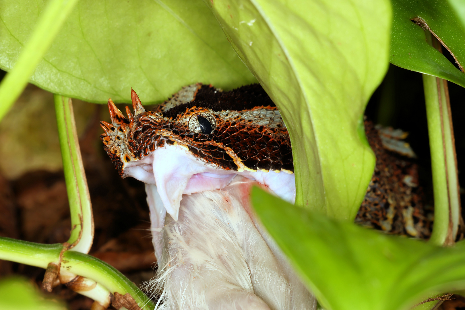 Killed by venom or stabbed to death? Foto & Bild | tiere, wildlife ...