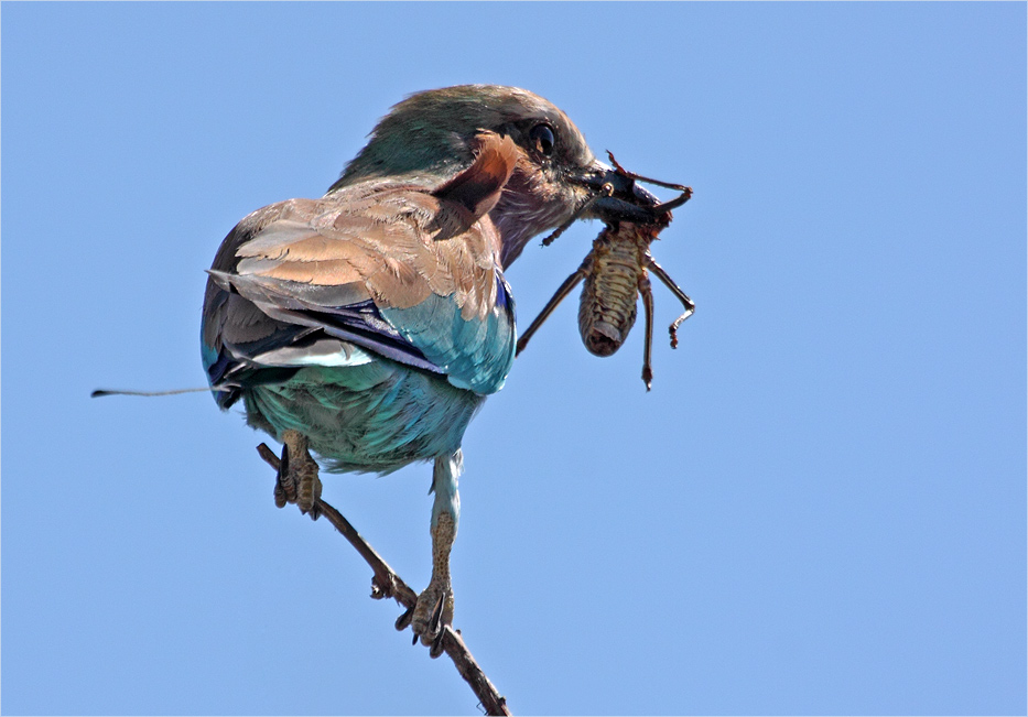 Killer Bird Foto & Bild | tiere, wildlife, wild lebende vögel Bilder ...