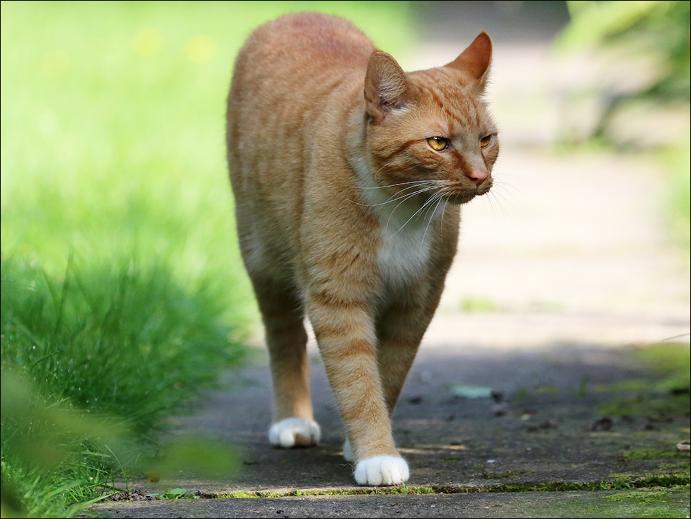 KImba Foto & Bild | tiere, haustiere, katzen Bilder auf fotocommunity