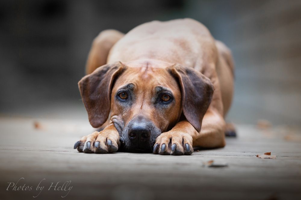 Kimba - Rhodesian Ridgeback - 12 Jahre alt Foto & Bild | tiere ...