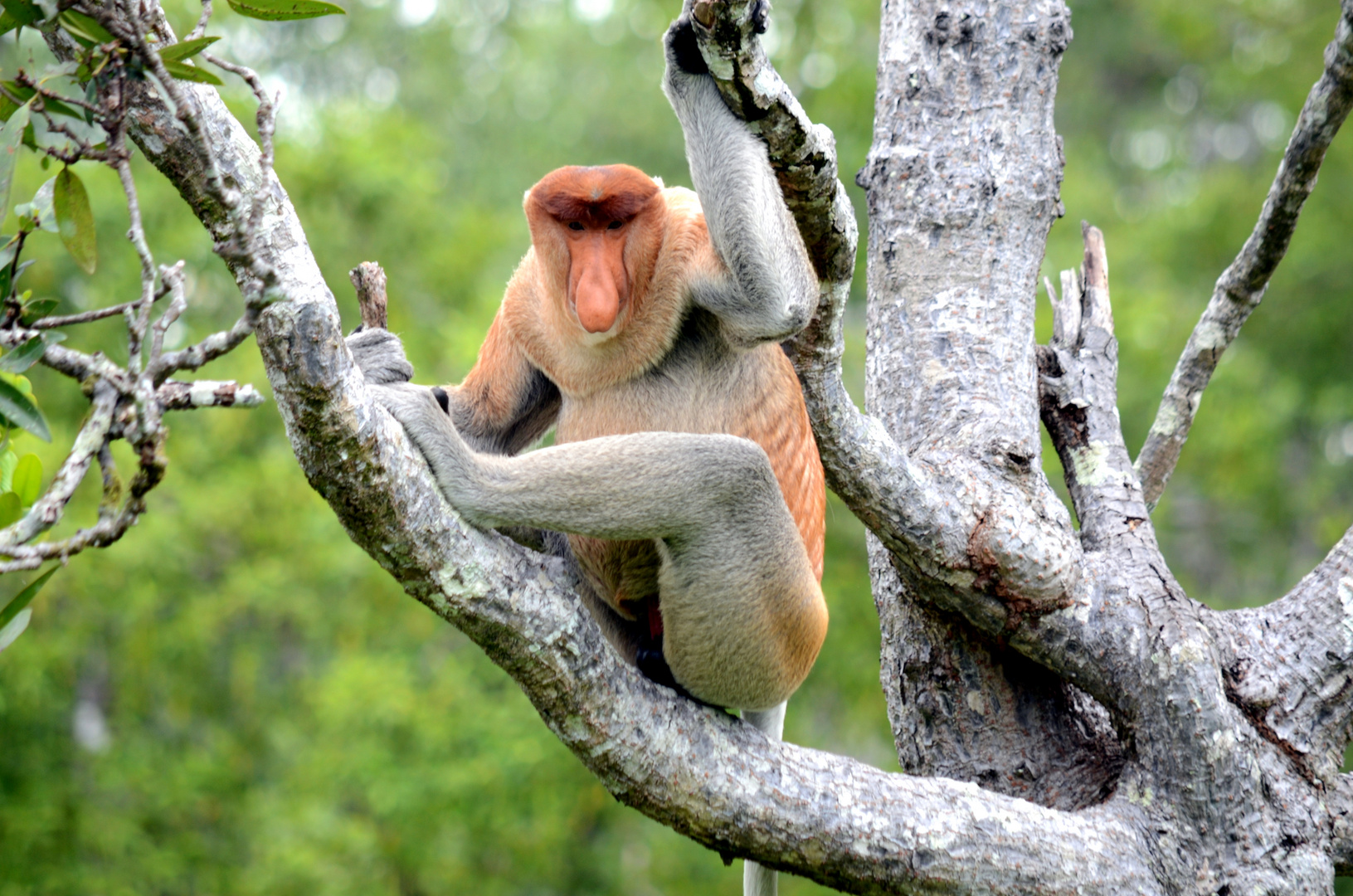 Kinabatangan River / Sabah Foto & Bild | world, asien, natur Bilder auf ...