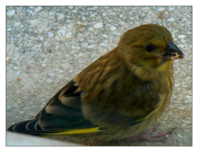 Kindchen-Schema Foto & Bild | tiere, wildlife, wild lebende vögel ...