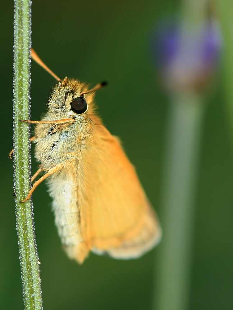 Kindchenschema Foto & Bild | tiere, wildlife, schmetterlinge Bilder auf ...