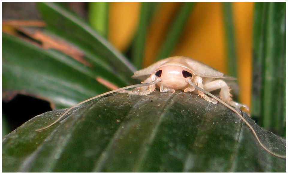 Kindchenschema Foto & Bild | tiere, haustiere, terraristik Bilder auf ...