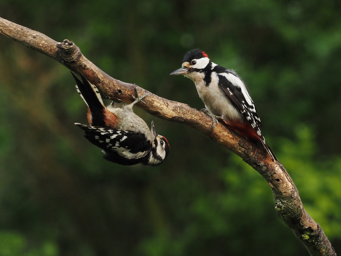 "Kinder.Kram." Foto & Bild | tiere, wildlife, wild lebende vögel Bilder ...