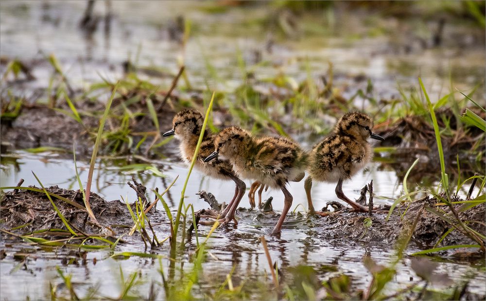 Kinderstube im Moor 3. Foto & Bild | frühling, natur, tiere Bilder auf ...