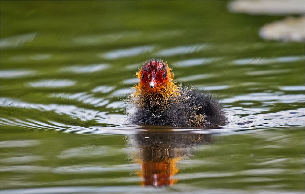 Kinderstube im Moor 4. Foto & Bild | tiere, wildlife, wild lebende ...