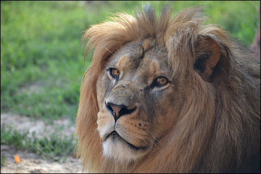 ** King Chalid ** Foto & Bild | tiere, zoo, wildpark & falknerei ...