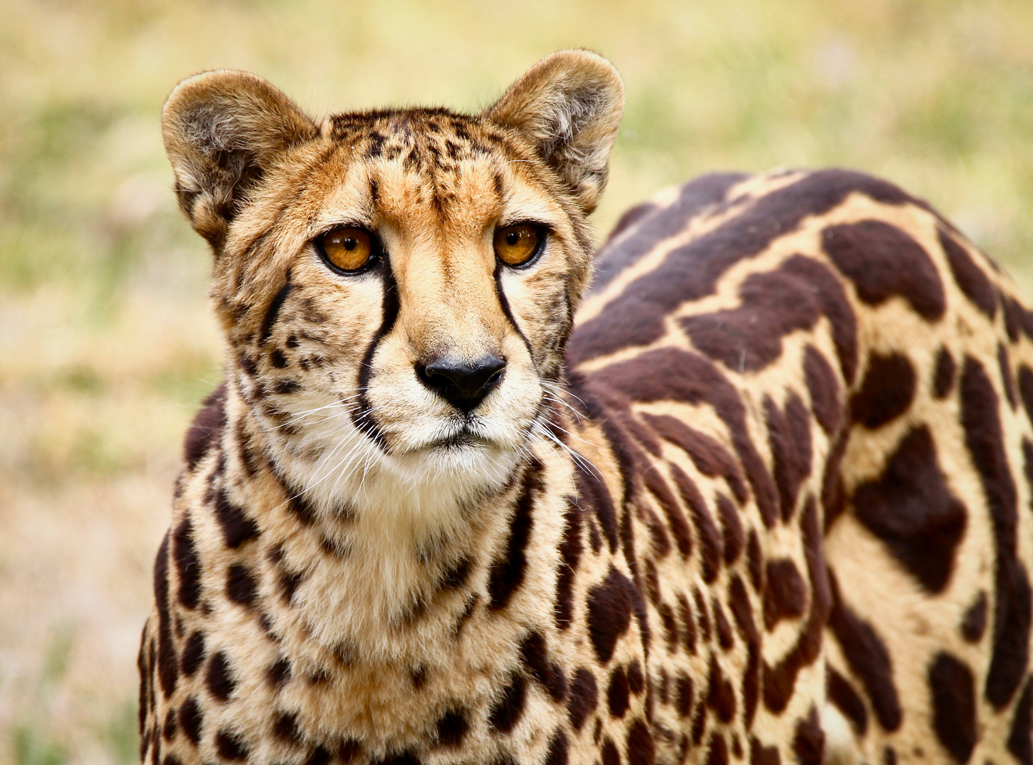 King Cheetah Face