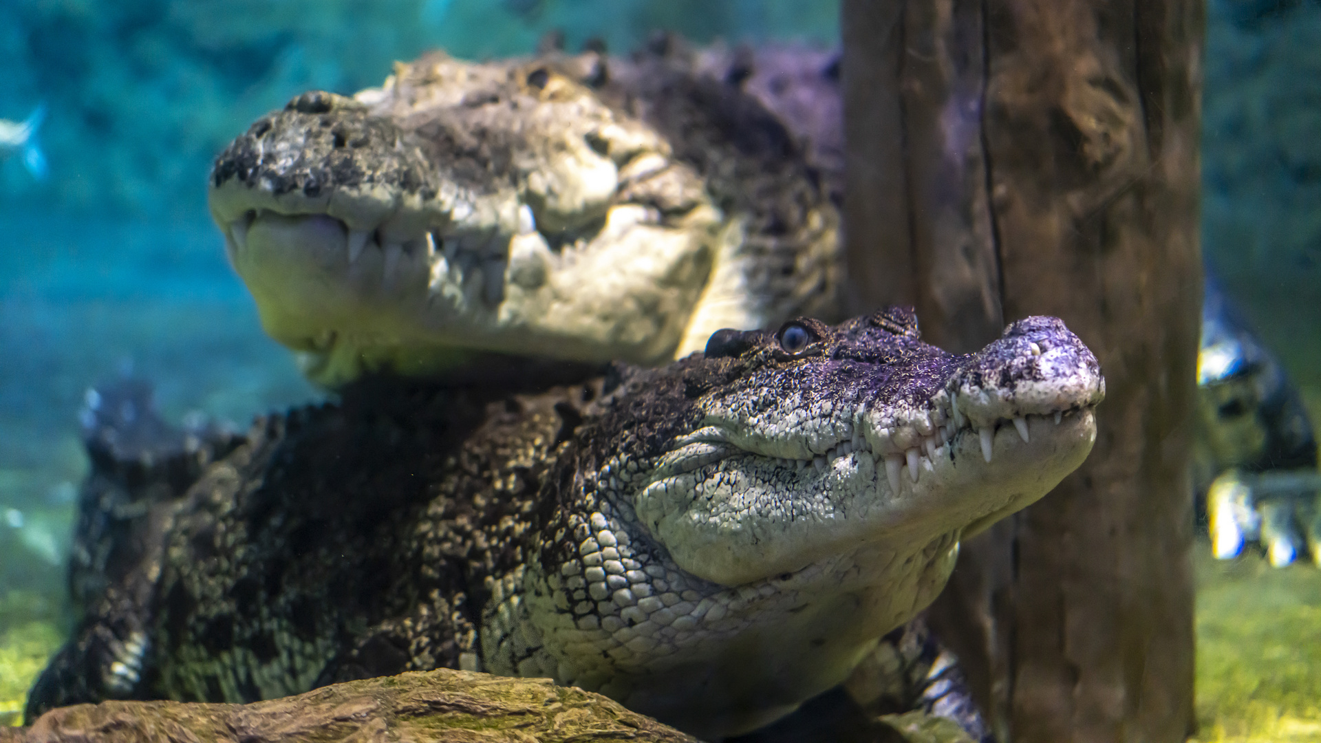 King Croc & Queen Croc Foto & Bild | asia, middle east, tiere Bilder ...