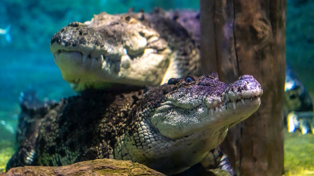 King Croc & Queen Croc Foto & Bild | asia, middle east, tiere Bilder ...
