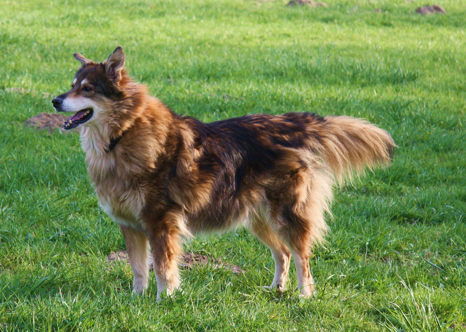 King Duncan Foto & Bild | tiere, haustiere, hunde Bilder auf fotocommunity