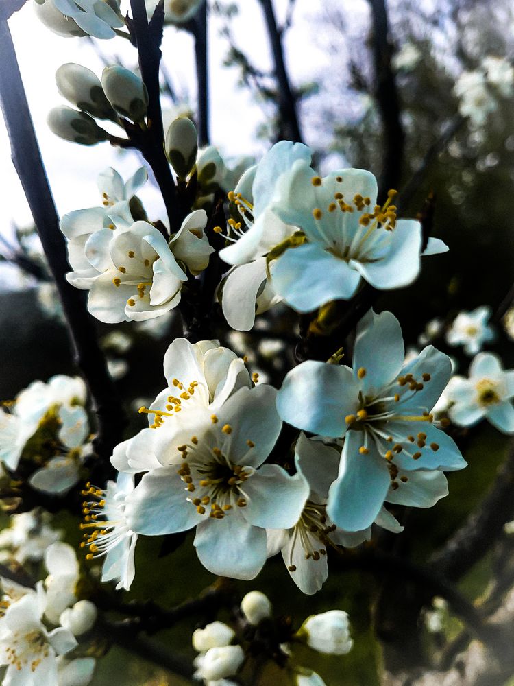 Kirschbaum Foto & Bild | fotos, world, natur Bilder auf fotocommunity