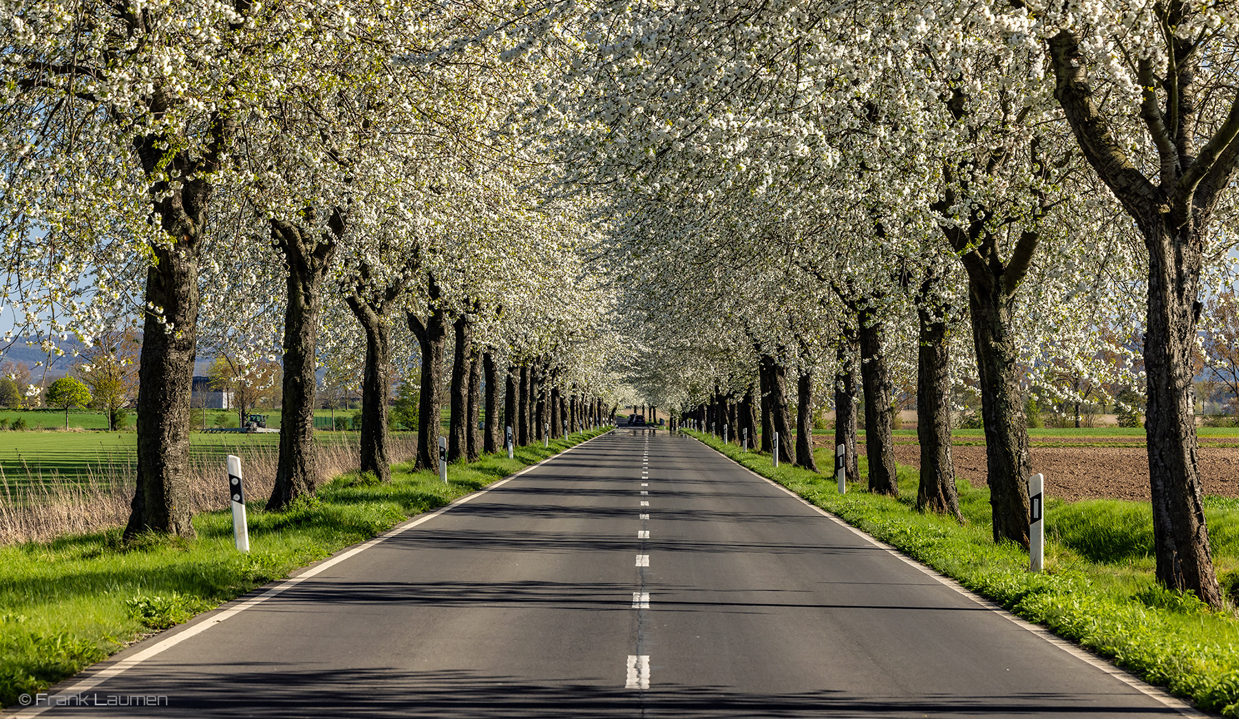 Kirschbaum Allee Foto & Bild | deutschland, europe, nordrhein- westfalen Bilder auf fotocommunity