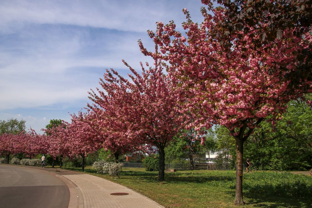 Kirschbaum-Allee Foto & Bild | landschaft, garten- & parklandschaften ...