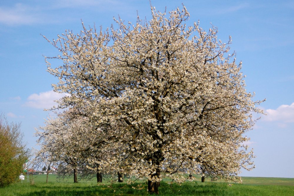 Kirschbaum.. Foto & Bild | jahreszeiten, frühling, baum und co Bilder ...