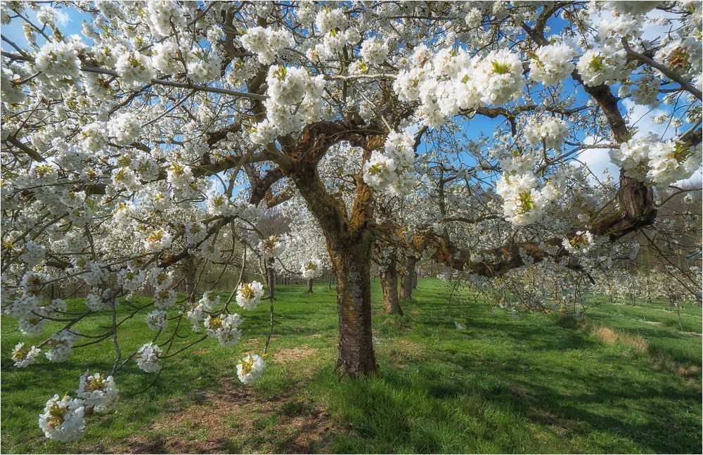 Kirschbaum Foto & Bild | natur, landschaft, frühjahr Bilder auf ...