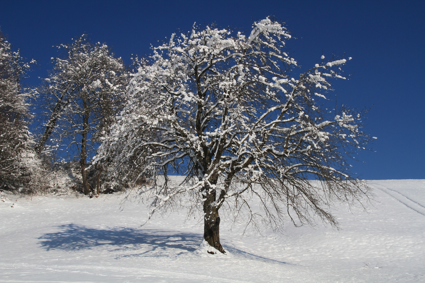 Kirschbaum im Winter Foto & Bild | jahreszeiten, winter, natur Bilder auf fotocommunity