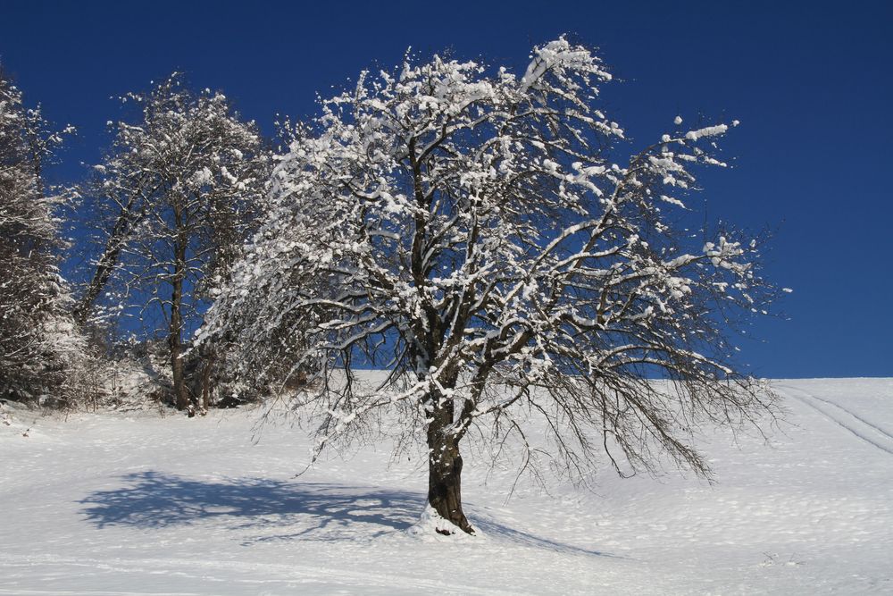 Kirschbaum im Winter Foto & Bild | jahreszeiten, winter, natur Bilder ...