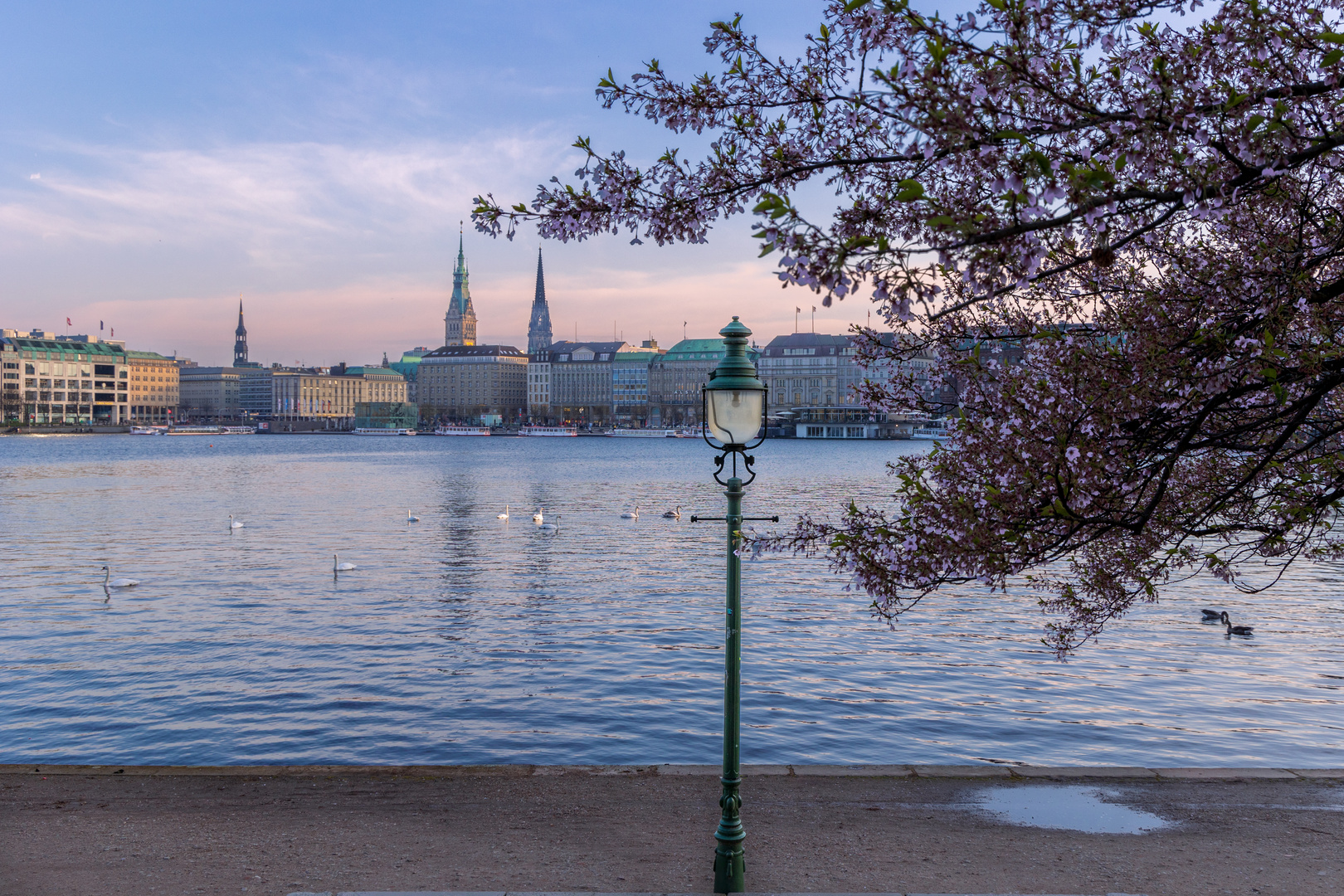 Kirschblüte an der Alster Foto & Bild | landschaft, bach, fluss & see ...