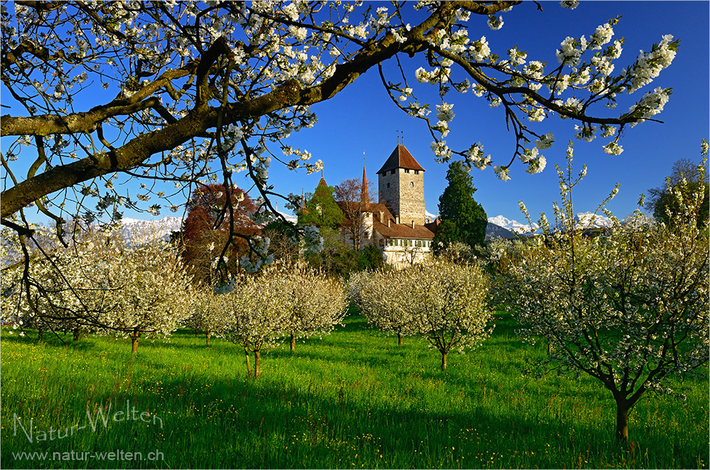 Kirschblüte beim Schloss Spiez Foto & Bild | world, frühling, schloss ...
