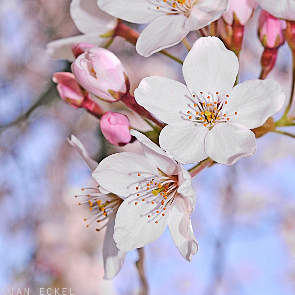 Kirschblüten II Foto & Bild | natur-makros, natur-kreativ ...